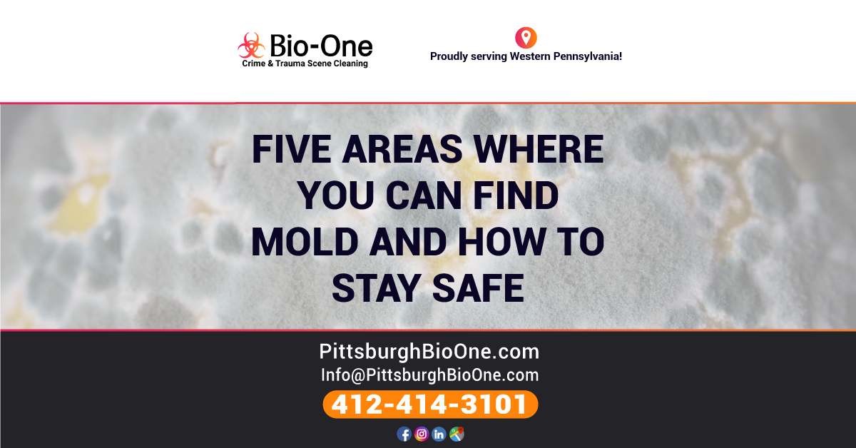 Five Areas Where you Can Find Mold Growth & How to Stay Safe - Bio-One ...