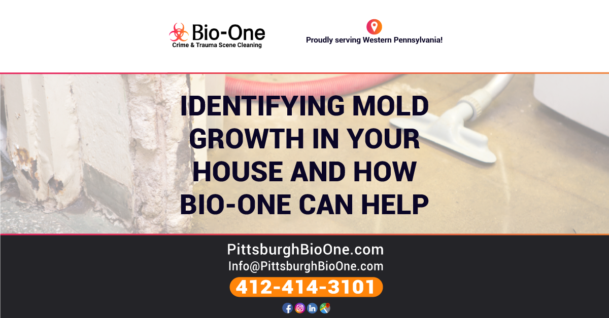 Identifying Mold Growth in Your House & How Bio-One Can Help - Bio-One ...