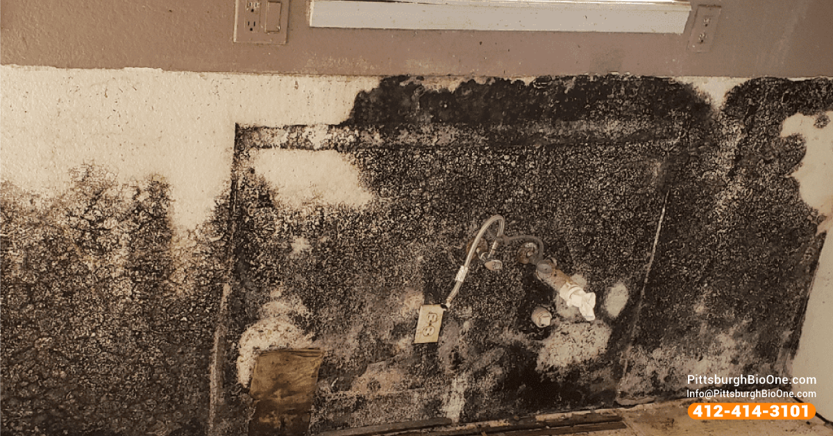 How to Properly Disinfect Your House Post-Mold Infestation - Bio-One of ...