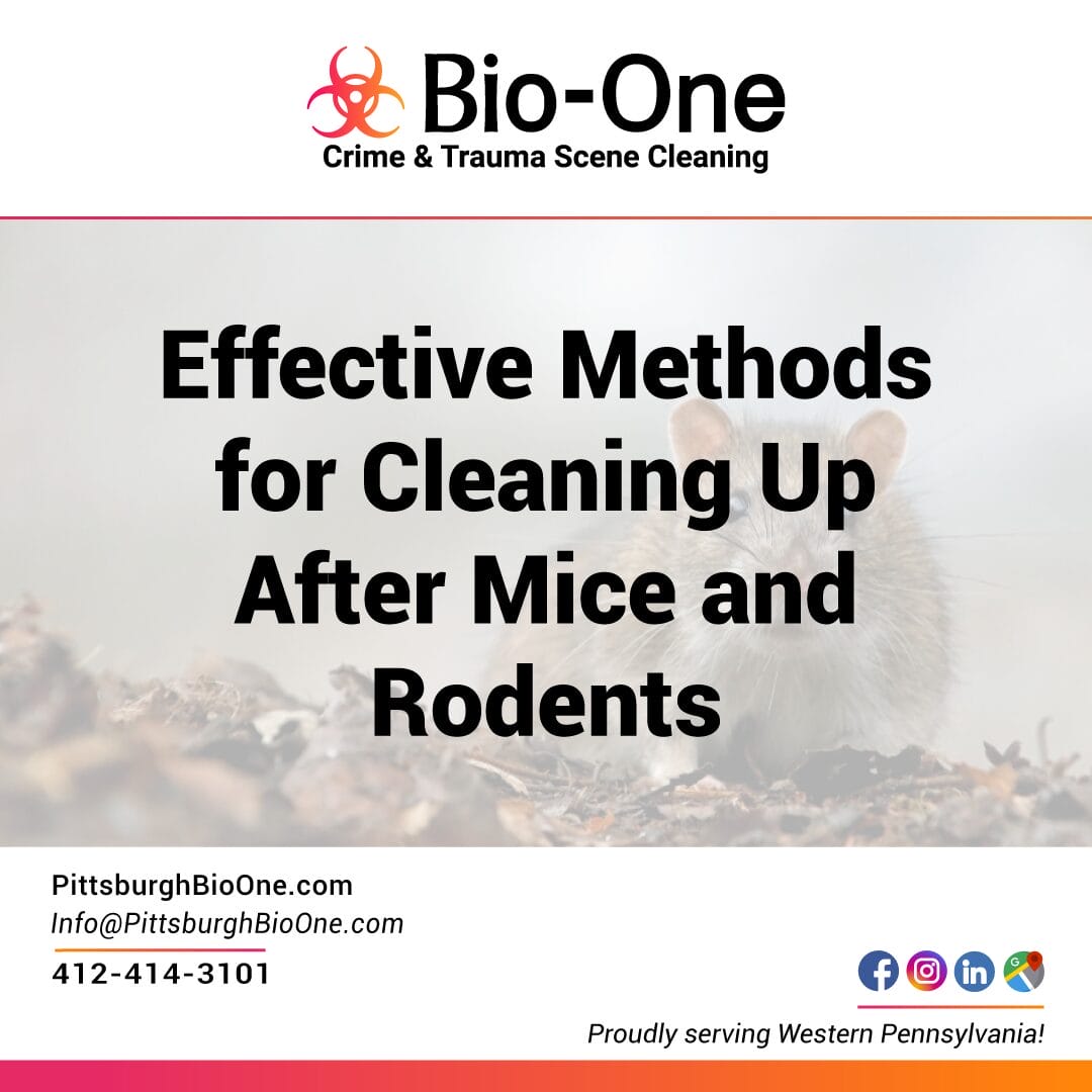 Effective Methods for Cleaning Up After Mice and Rodents - Bio-One of ...